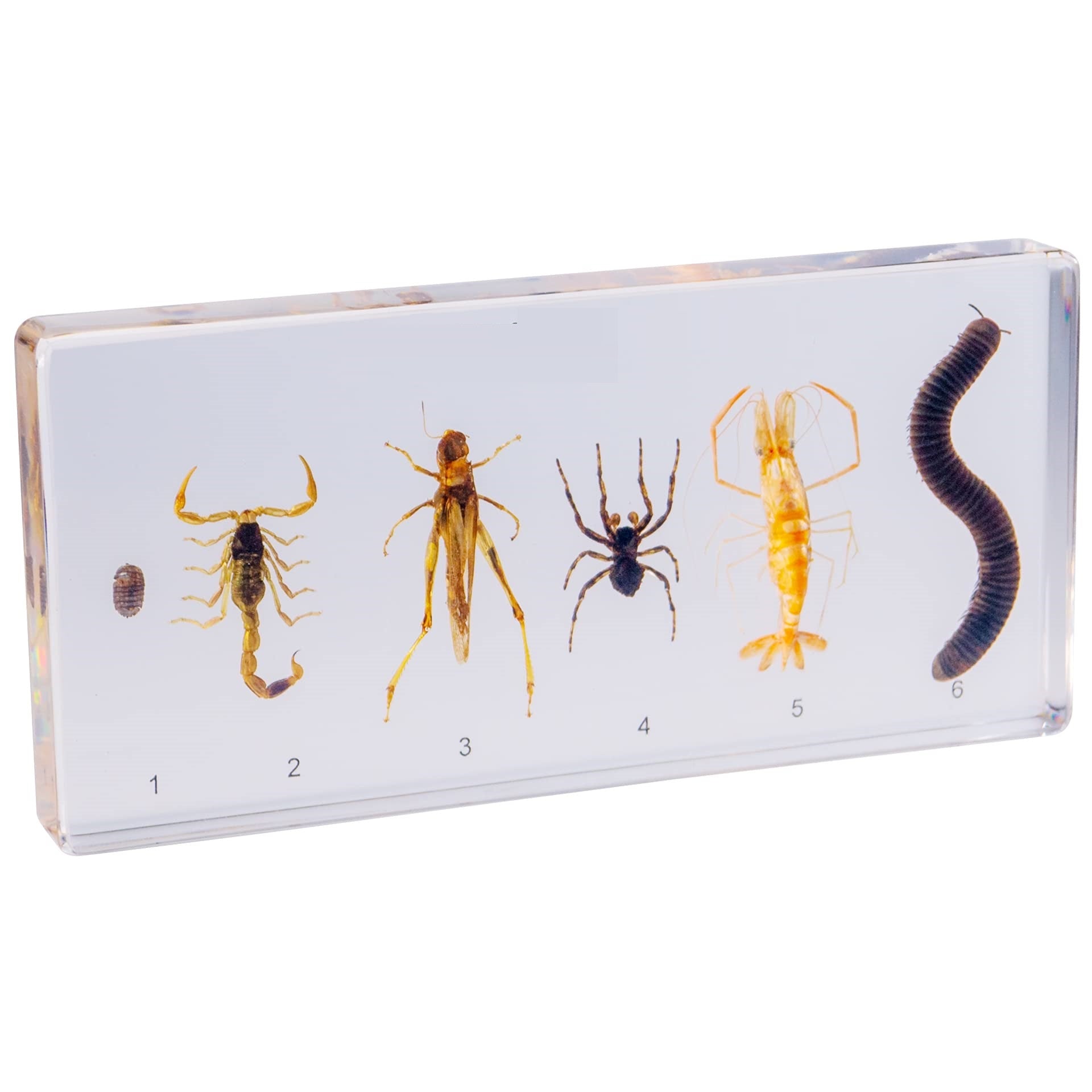 Kindermatic Arthropods Specimens 節肢動物標本 – MY SCHOOL BUS