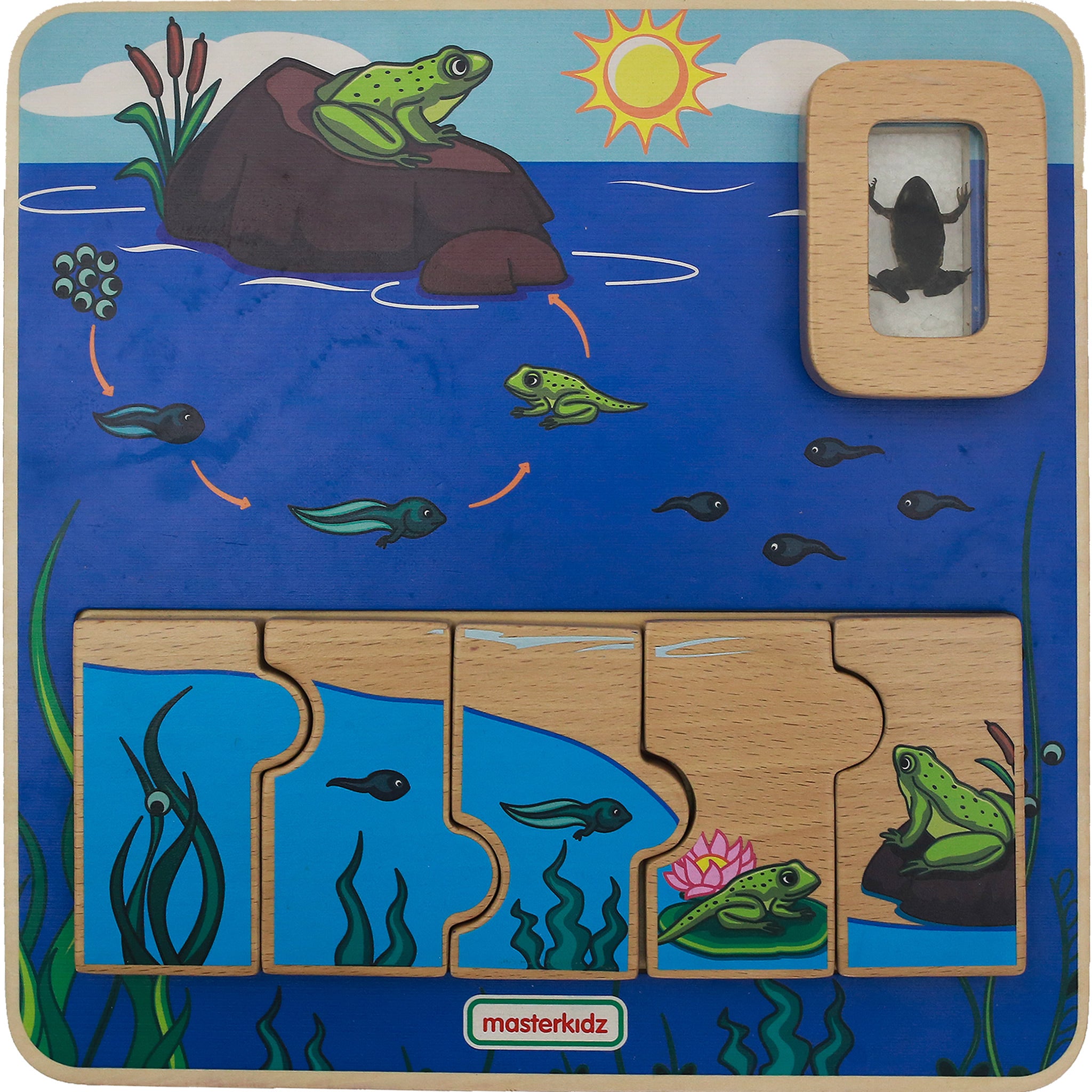 Masterkidz Frog Life Cycle Handy Learning Board 青蛙成長學習板 – MY SCHOOL BUS